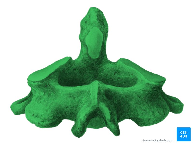 what does the axis bone do