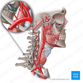 Costocervical trunk: Anatomy, branches, supply | Kenhub
