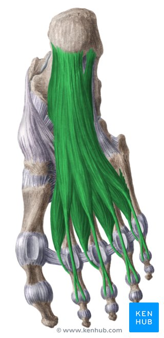 Músculos centrais da planta do pé: Anatomia e inervação | Kenhub