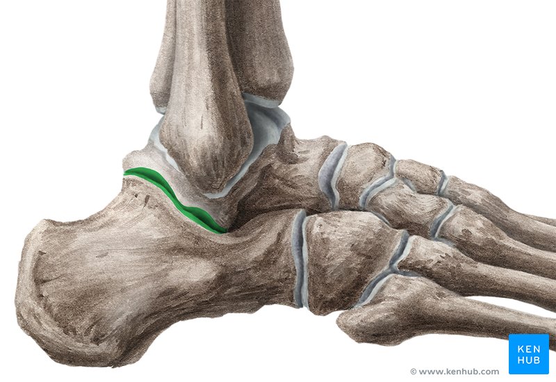 Subtalar joint: Bones, ligaments, movements | Kenhub