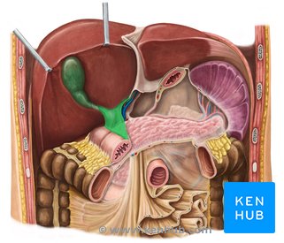 Hepatoduodenal ligament: Anatomy and contents | Kenhub