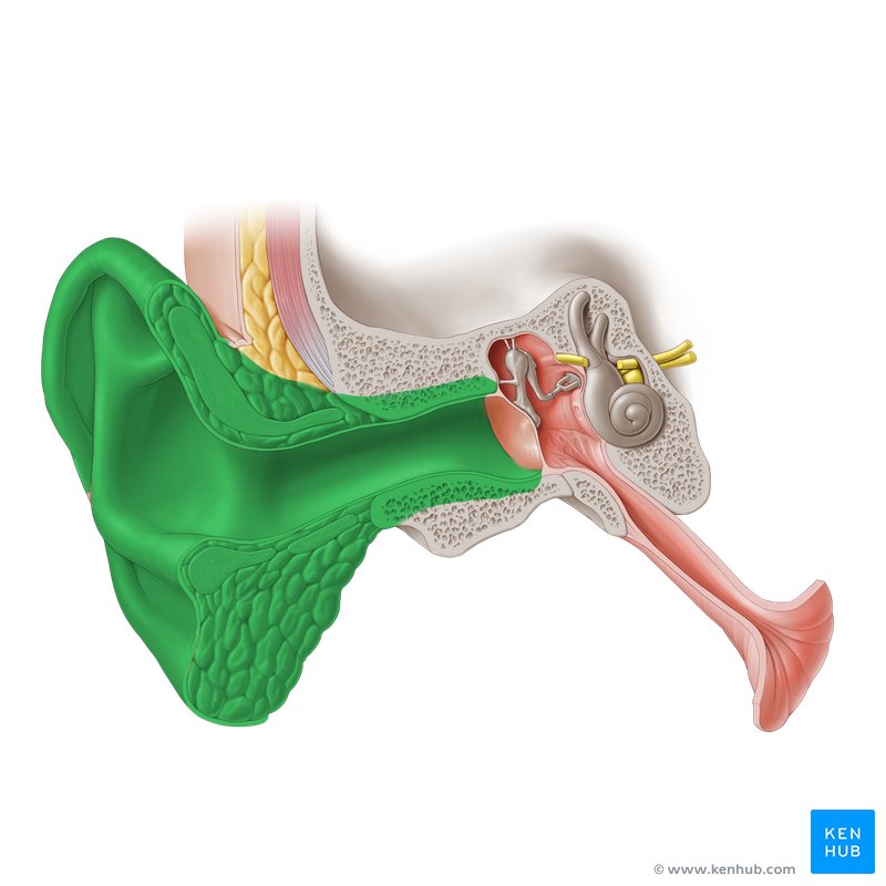 Äußeres Ohr - Anatomie, Funktion & Embryologie | Kenhub