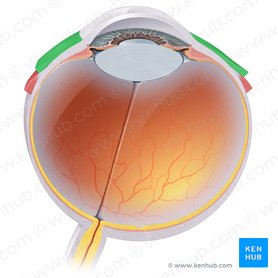 Conjunctiva: anatomy and function | Kenhub