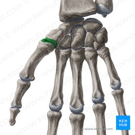 Os trapezium (Großes Vieleckbein) - Anatomie und Klinik | Kenhub