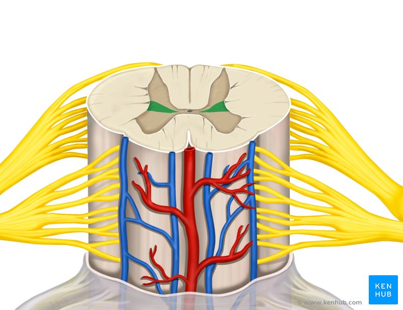Sympathetic Trunk Ganglion