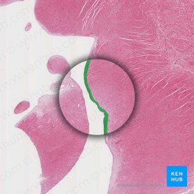 Layers of the heart: Epicardium, myocardium, endocardium | Kenhub