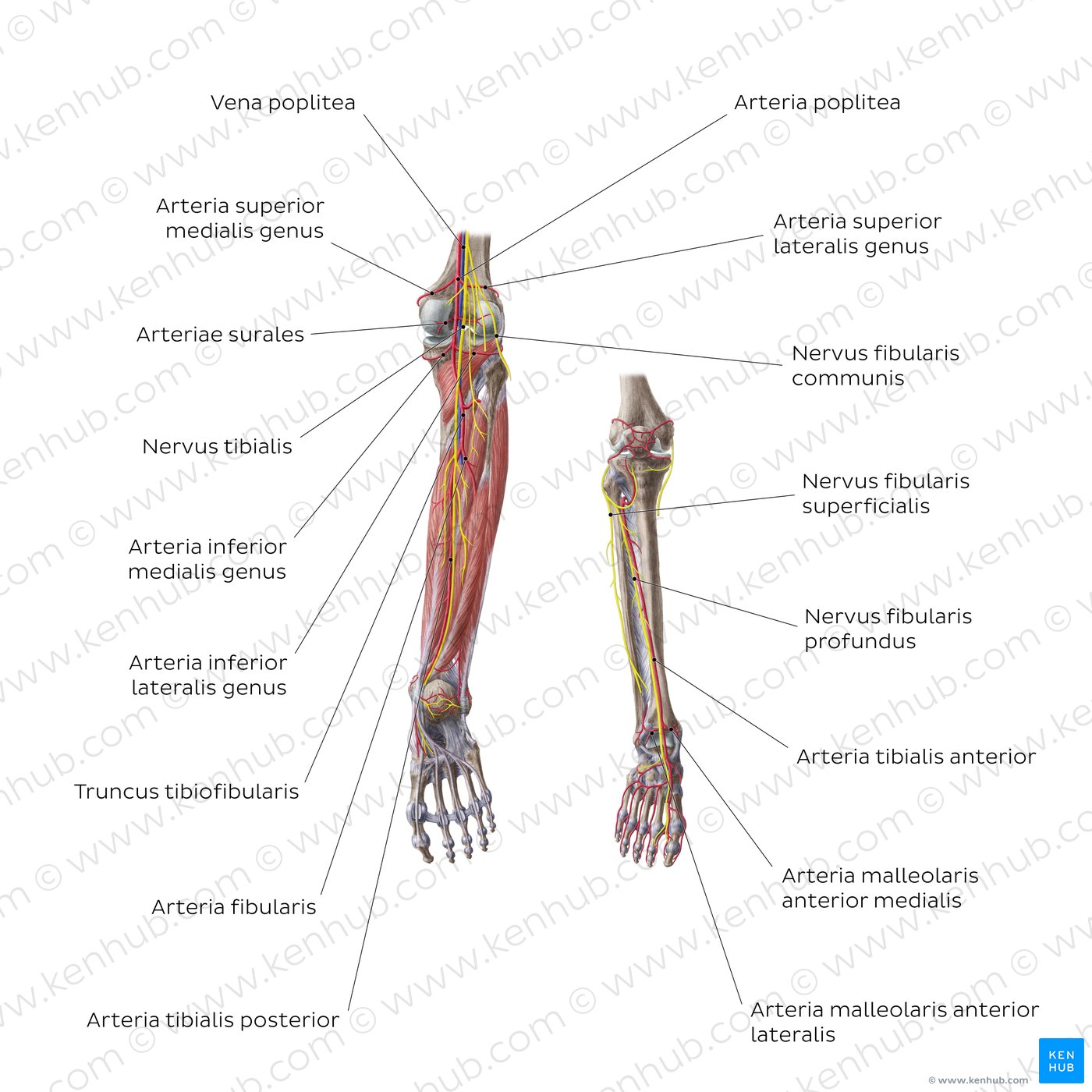 Nervus suralis - Anatomie, Verlauf, Funktion und Biopsie | Kenhub