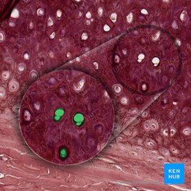 Elastic cartilage: Histology | Kenhub