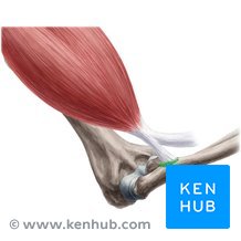 Radial tuberosity: Anatomy, location and function | Kenhub