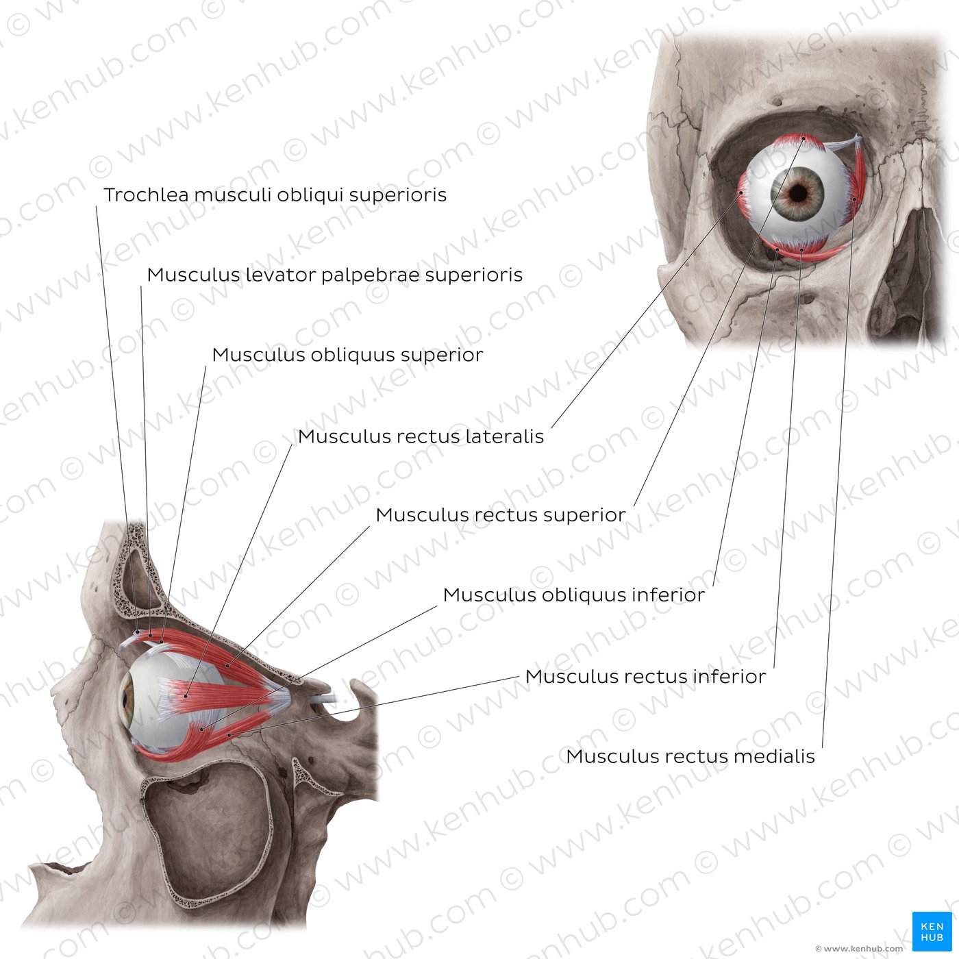 Musculus rectus medialis: Anatomie, Versorgung, Funktion | Kenhub