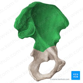 Ilium: anatomy and function | Kenhub