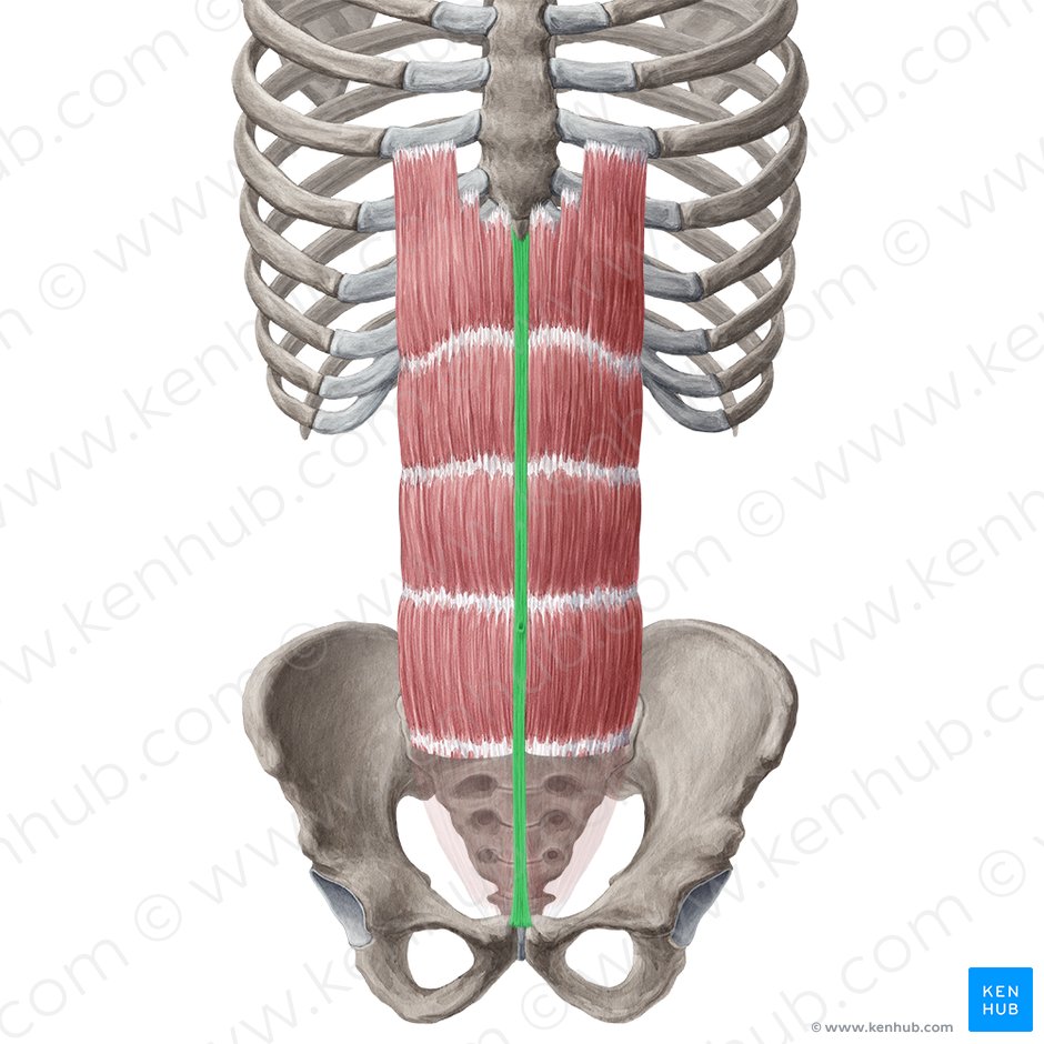 Musculus rectus abdominis - Anatomie, Funktion & Klinik | Kenhub