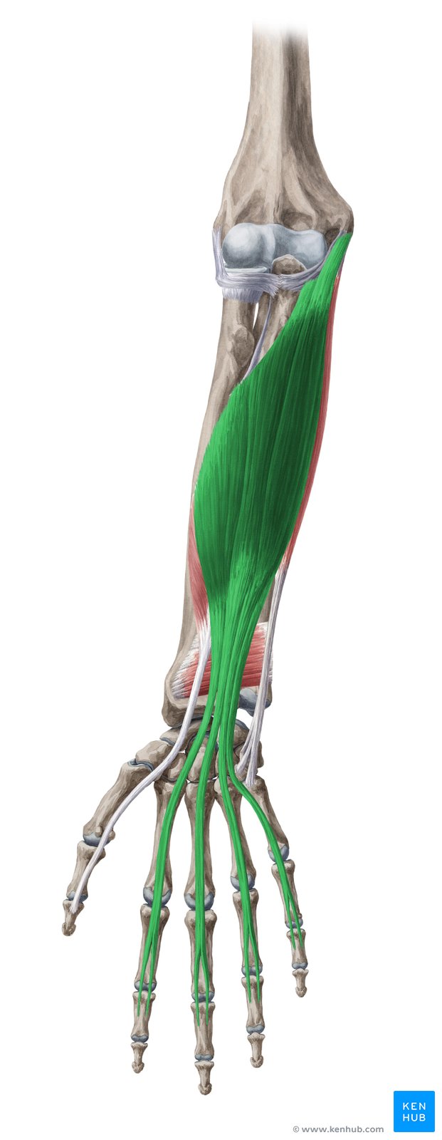 Flexor Digitorum Longus Hand Flexor Digitorum Profundus