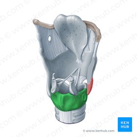 Cricoarytenoid and cricothyroid joints: Anatomy | Kenhub