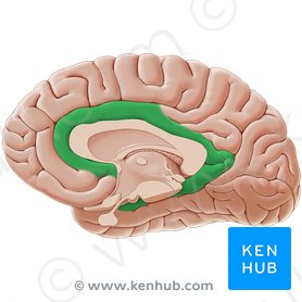 Limbic system: Anatomy | Kenhub