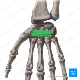 Túnel carpiano: Anatomía y función | Kenhub