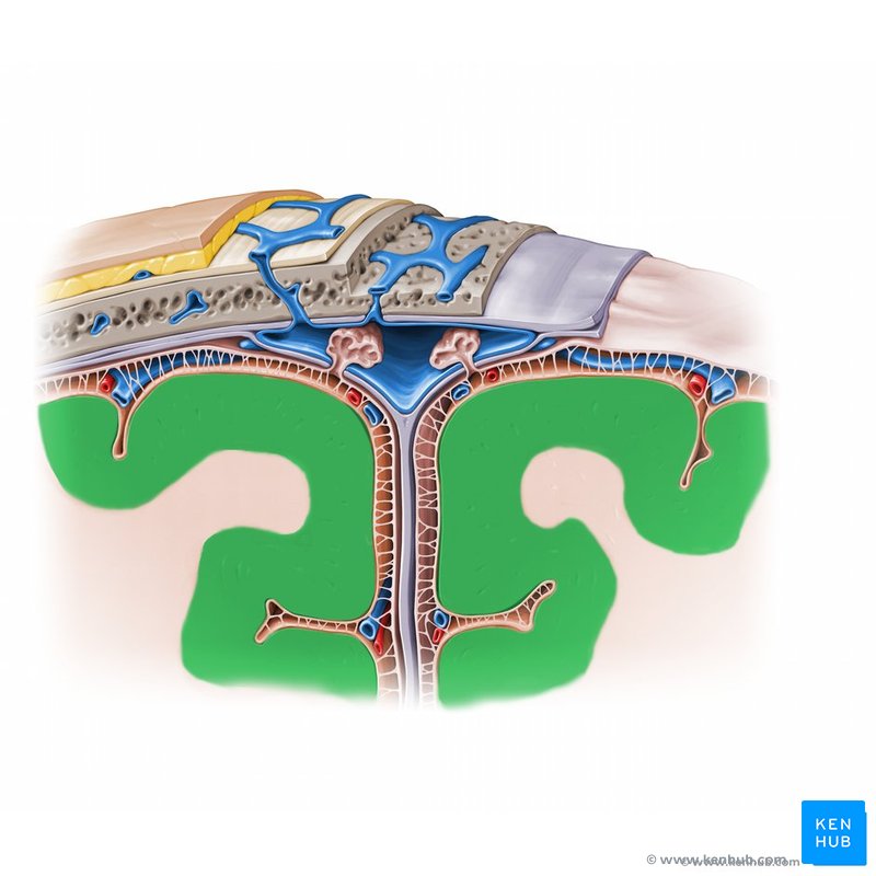 Cerebral cortex: Structure and functions | Kenhub