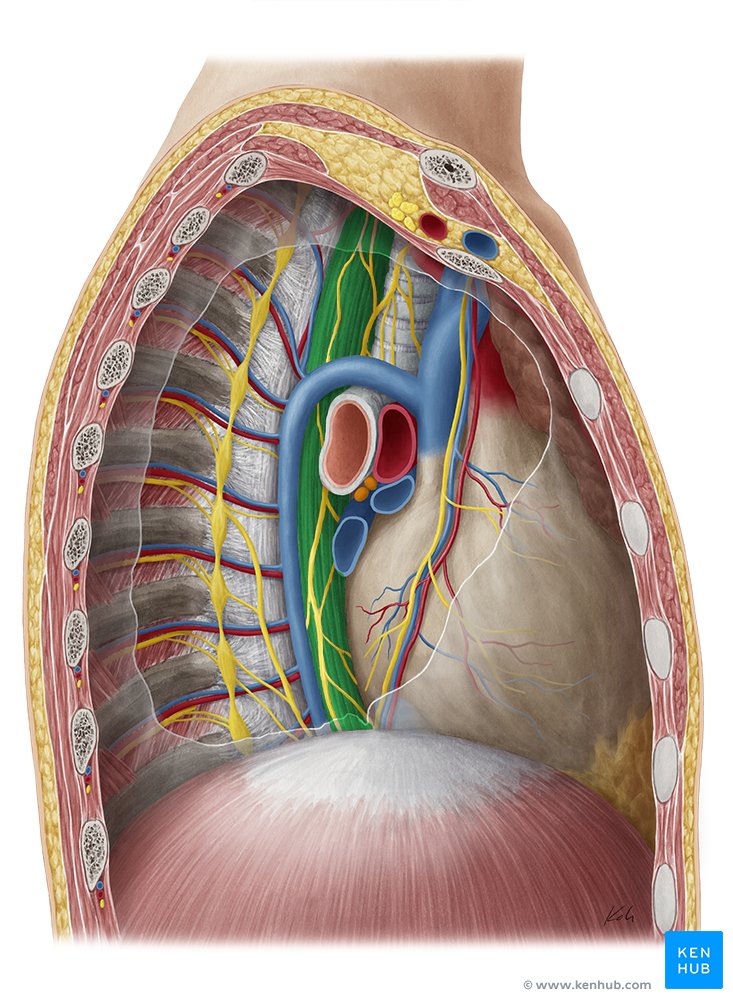 Esôfago: localização, anatomia, esfíncteres | Kenhub