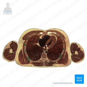 External intercostals: Origin, insertion, supply, actions | Kenhub