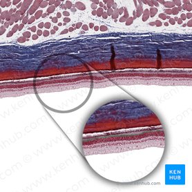 Retina (Netzhaut) - Aufbau, Schichten und Funktion | Kenhub