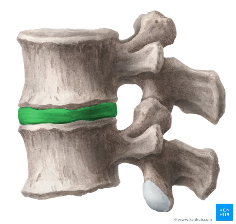 Discos intervertebrais: Anatomia, estrutura e função | Kenhub