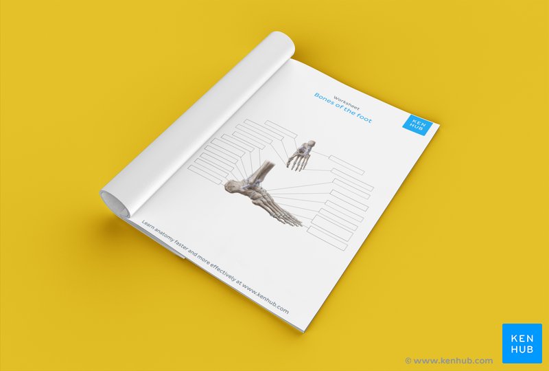 Bones of the foot quizzes and labeled diagrams | Kenhub