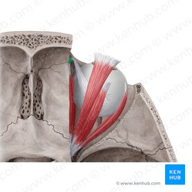 Superior oblique: Origin, insertion, innervation, action | Kenhub