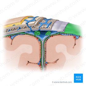 Meninges: Dura, arachnoid, pia, meningeal spaces | Kenhub