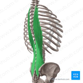 M. longissimus - Verlauf, Innervation & Funktion | Kenhub