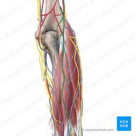 Cutaneous nerves of the forearm: Anatomy and function | Kenhub