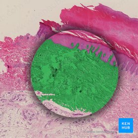 Integumentary system: Definition, diagram and function | Kenhub