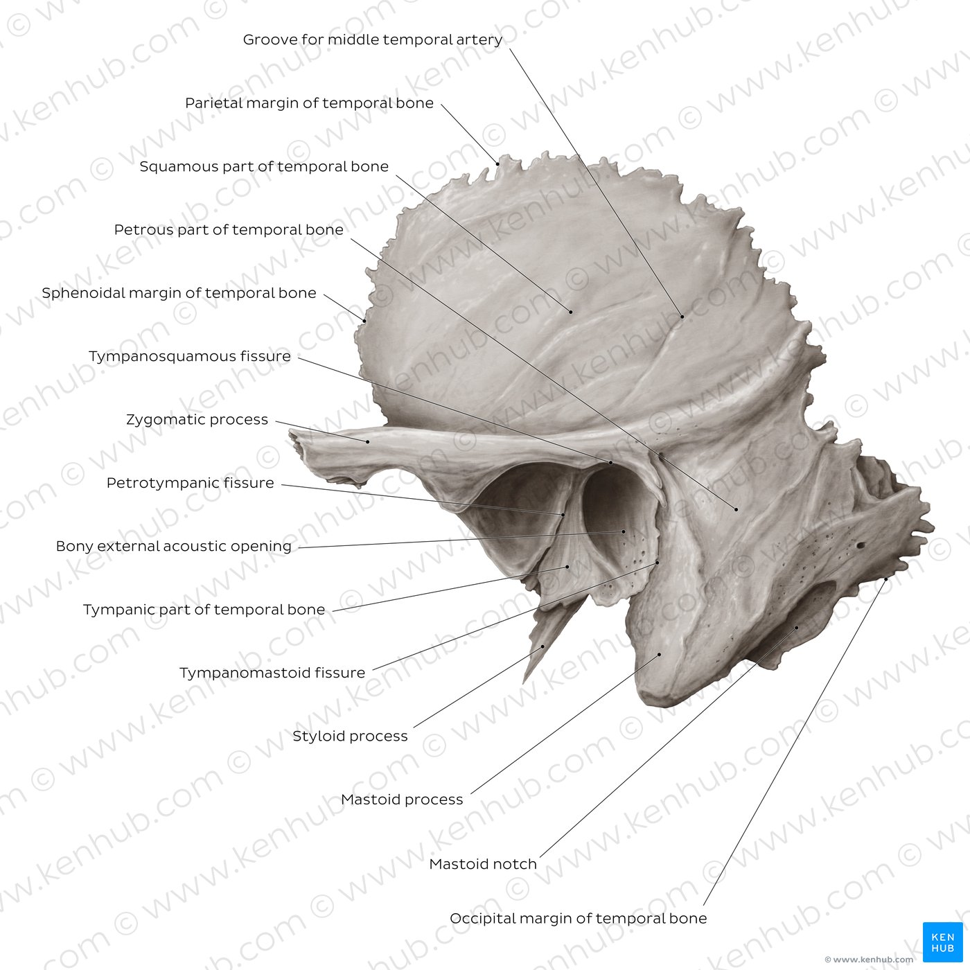 Temporal Bone Anatomy Parts Sutures And Foramina Kenhub