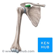 Processo coracoide: Anatomia, ligamentos e localização | Kenhub
