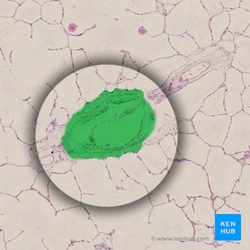 Pulmonary arteries and veins: Anatomy and function | Kenhub