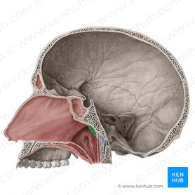 Tonsilla pharyngea - Anatomie, Funktion & Klinik | Kenhub