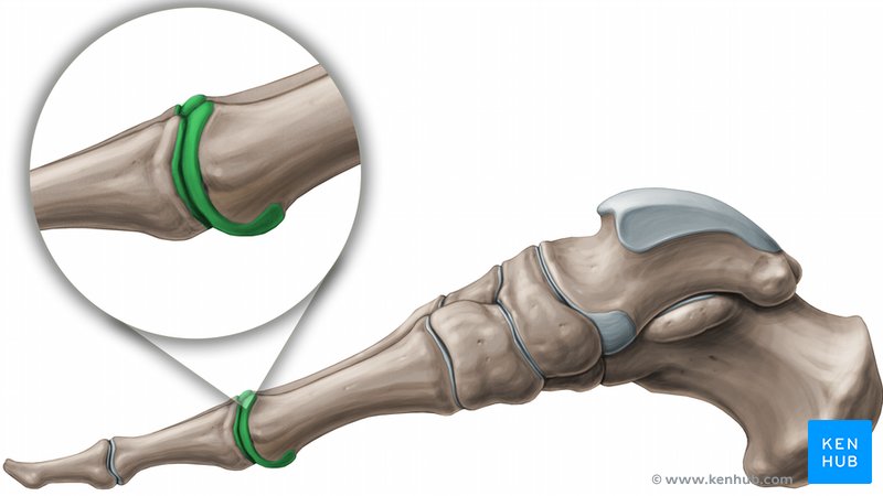 Zehengelenke: Anatomie, Aufbau, Bänder, Muskeln, Mechanik | Kenhub
