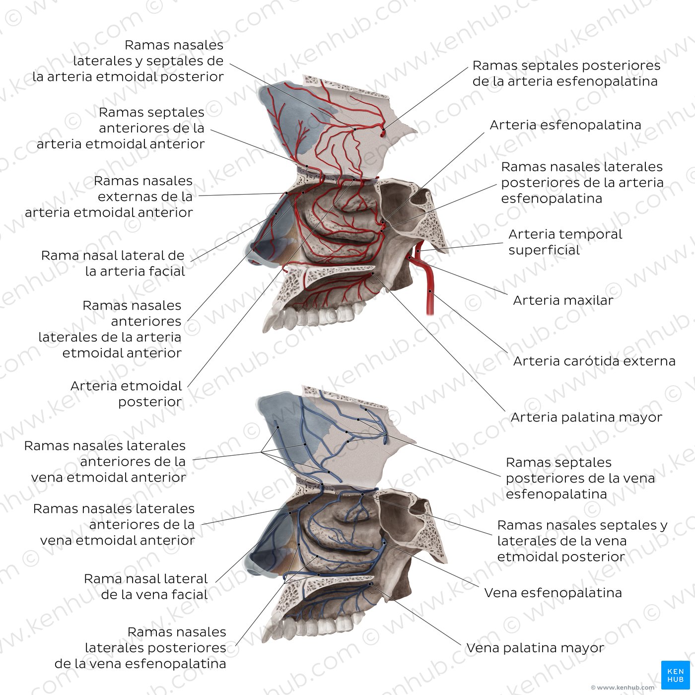 Nariz y fosas nasales: Anatomía, partes, irrigación | Kenhub