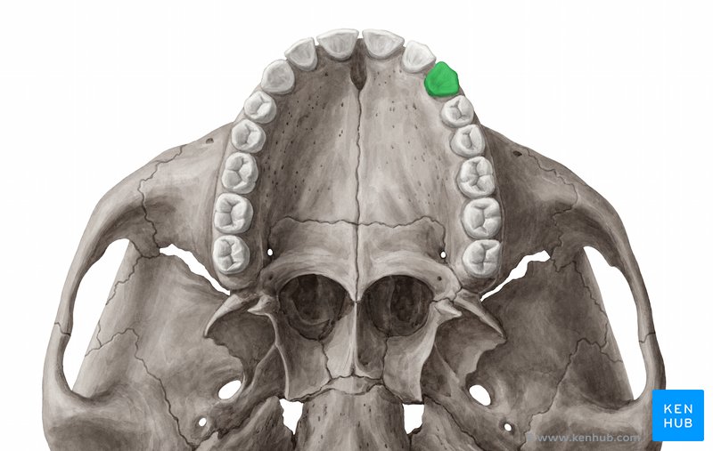 Dentes: Nomenclatura, numeração e anatomia | Kenhub