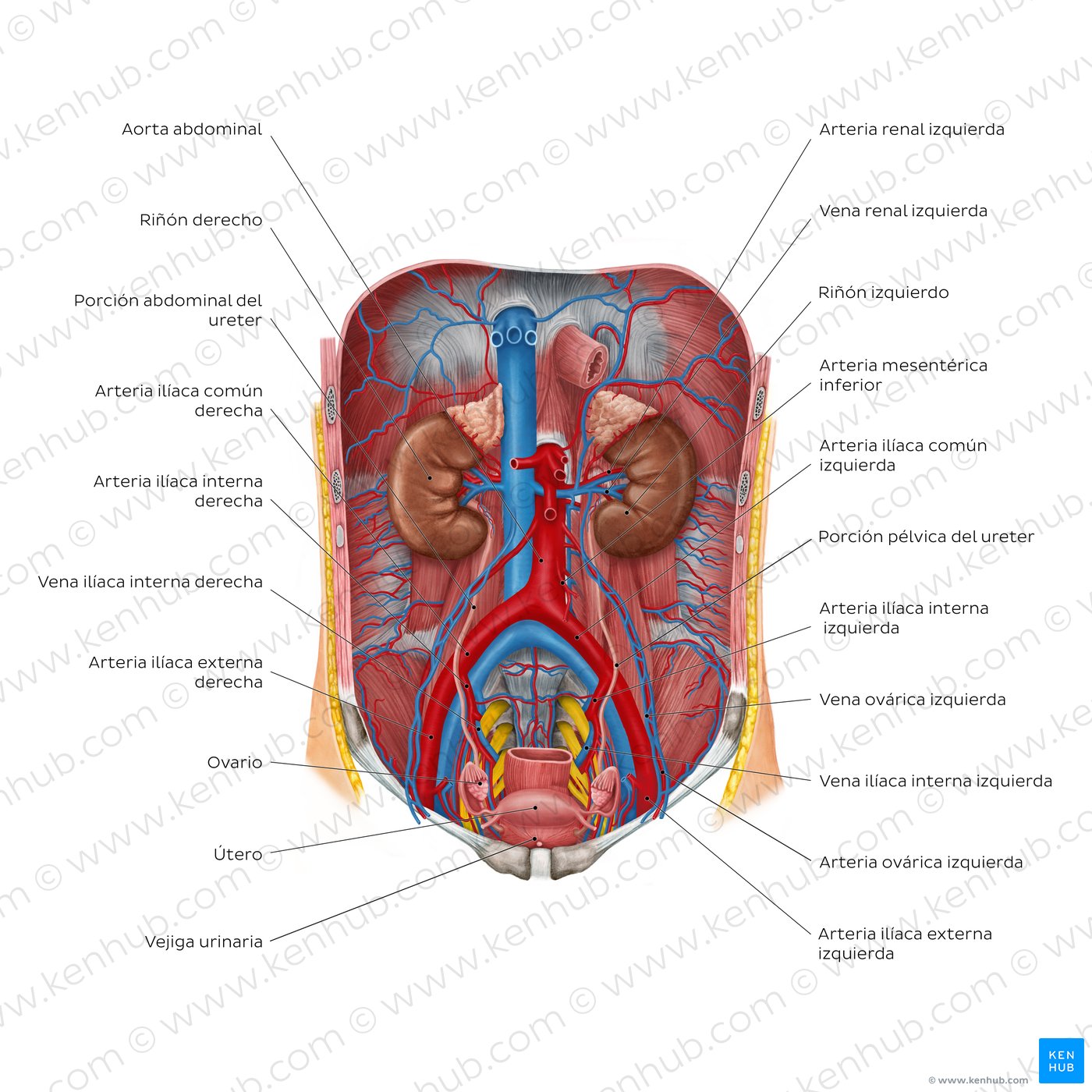 Uréteres: Anatomía, inervación, irrigación, histología | Kenhub
