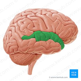 Gyri: Anatomy and the important ones | Kenhub