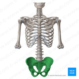 Pelve - Anatomia, ossos, ligamentos | Kenhub