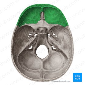 Frontal bone: Anatomy, borders and development | Kenhub