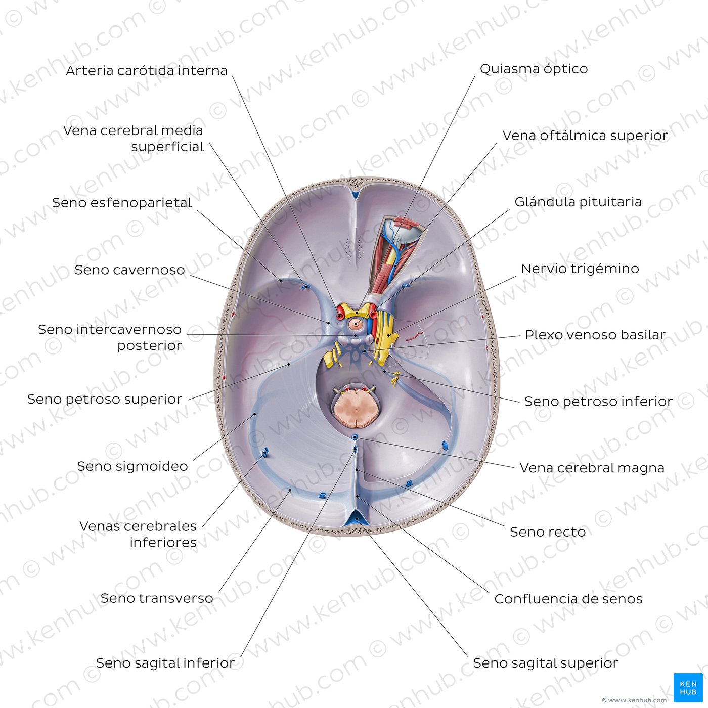 Meninges, Ventrículos, LCR y vascularización del encéfalo | Kenhub