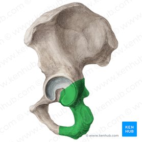 Ischium: Anatomy, structure and main parts | Kenhub