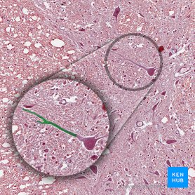 Axon: Structure and function | Kenhub