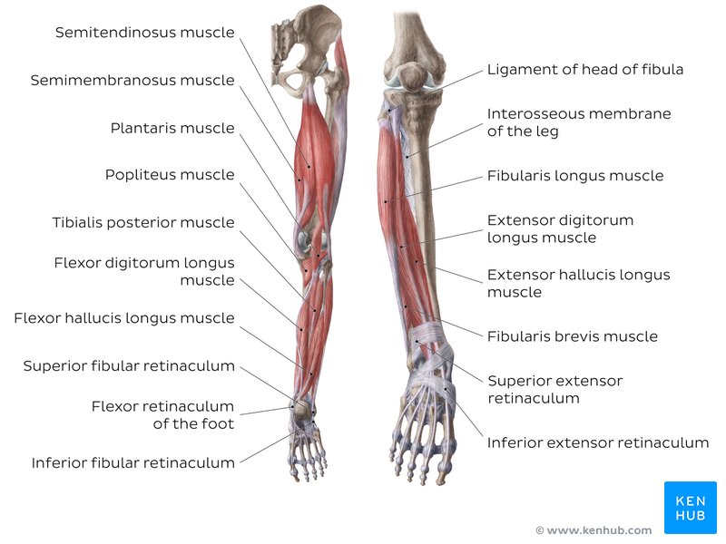 Lower Limb Anatomy Bones Muscles Nerves Vessels Kenhub | The Best Porn ...