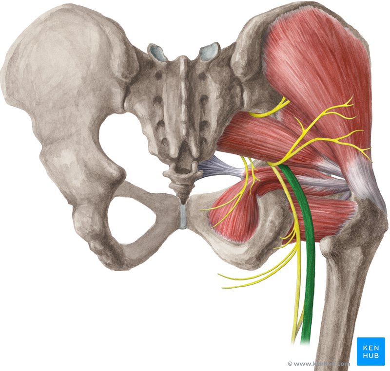 Nervus ischiadicus: Anatomie, Verlauf, Funktion, Läsion | Kenhub
