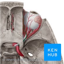 Blood vessels and nerves of the eye: Anatomy | Kenhub