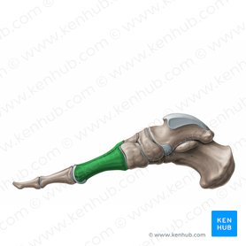 Os metatarsale (Mittelfußknochen) - Anatomie | Kenhub
