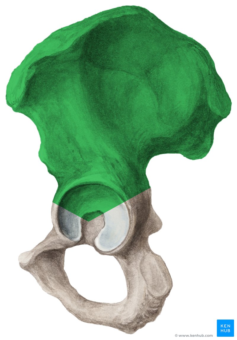 Ílio (osso ilíaco): Anatomia e função | Kenhub